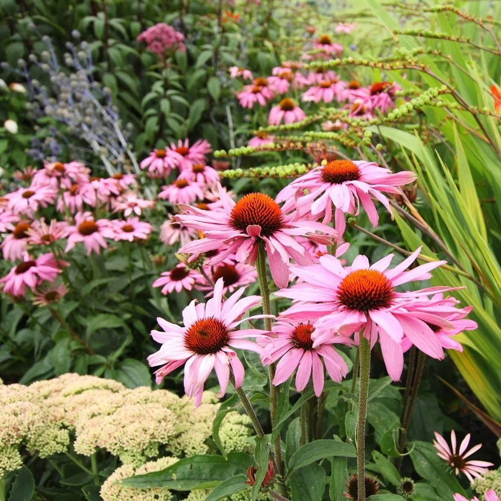 Purple Coneflower Plants for Your Butterfly Garden