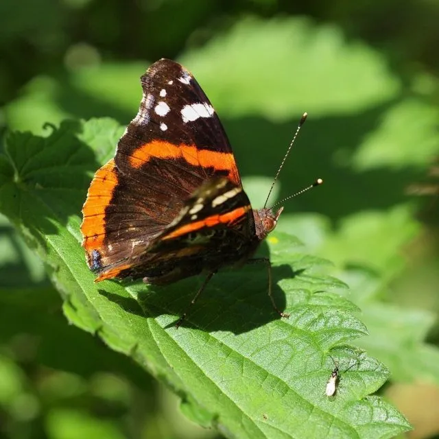 False Nettle Plants for Butterfly Gardens