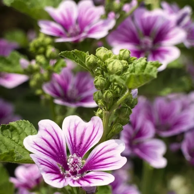The Zebrina Mallow Plant for Butterflies & Gardens