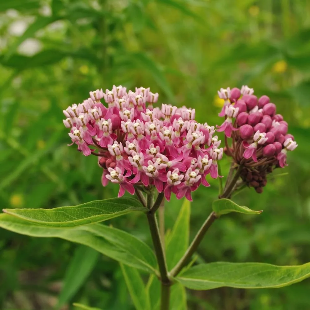 Swamp Milkweed Leaves Turning Red