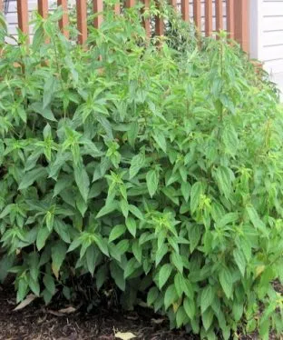 False Nettle Plants for Butterfly Gardens