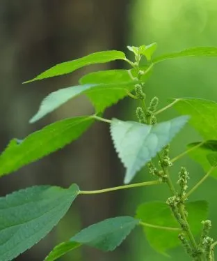 False Nettle Plants for Butterfly Gardens