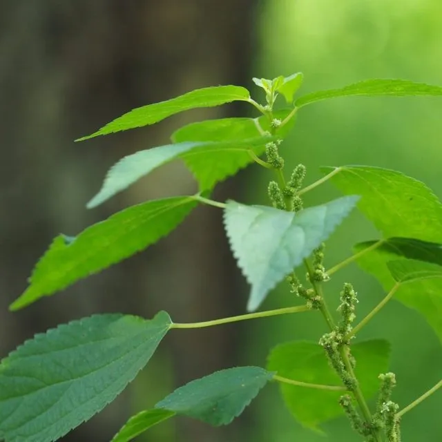 False Nettle Plants for Butterfly Gardens