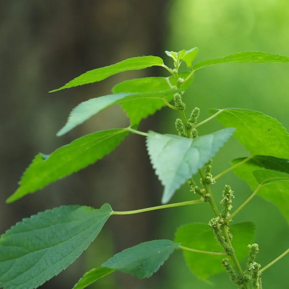 False Nettle Plants for Butterfly Gardens