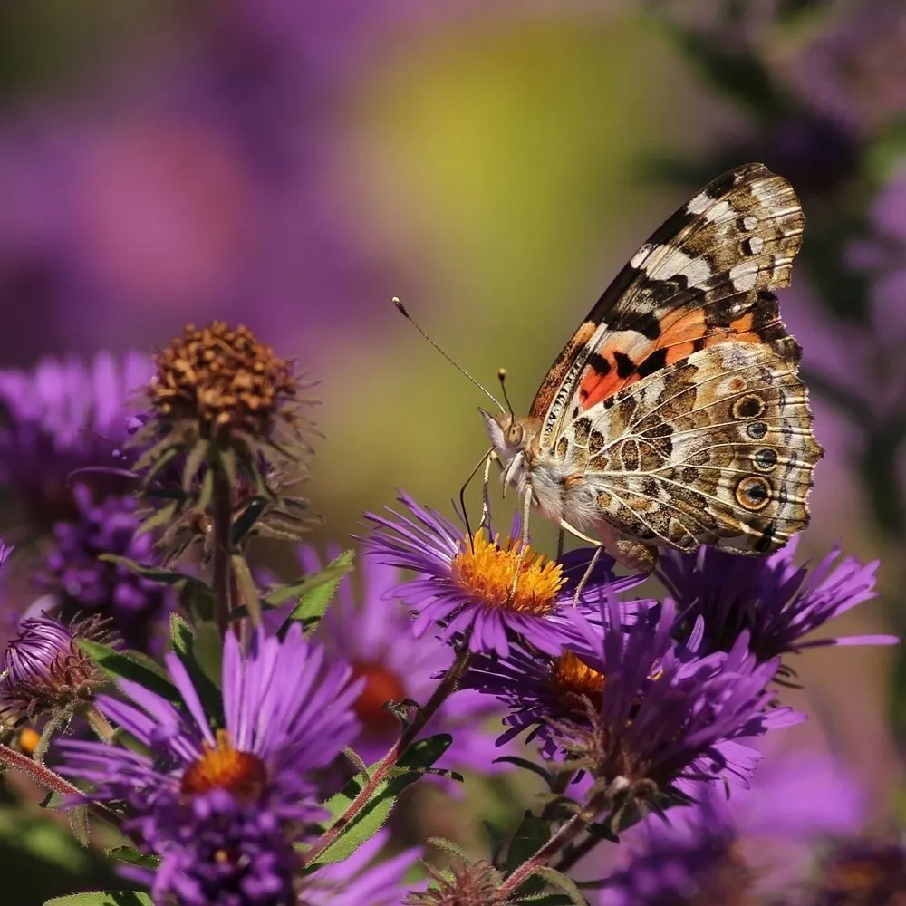 New England Aster Plants for Butterflies