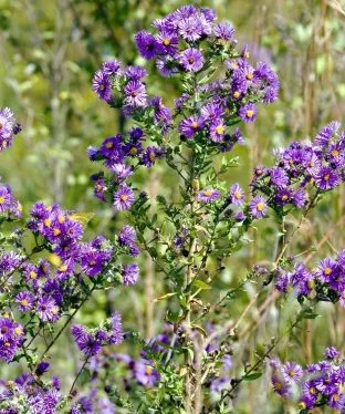 Common Rue Seeds for Butterfly Gardens
