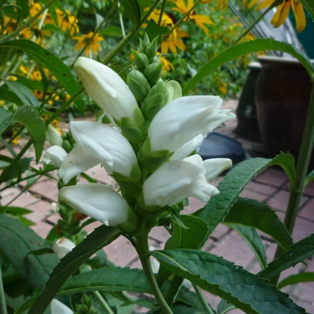 Turtlehead Seeds (Chelone glabra) for Baltimore Checkerspots