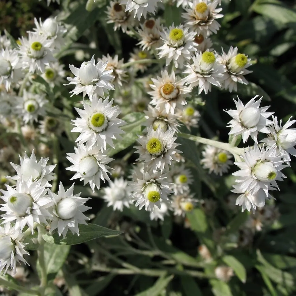 Pearly Everlasting Seeds (Anaphalis margaritacea)