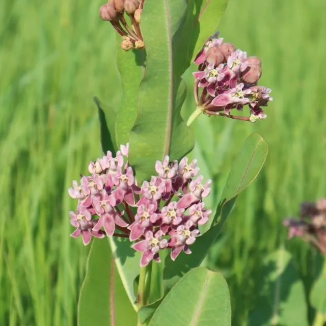 Prairie Milkweed Seeds (A. sullivantii) for Your Butterfly Garden!
