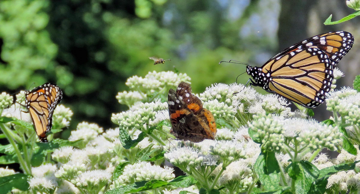What Do Butterflies Eat? Nectar and Other Food Sources - Joyful Butterfly
