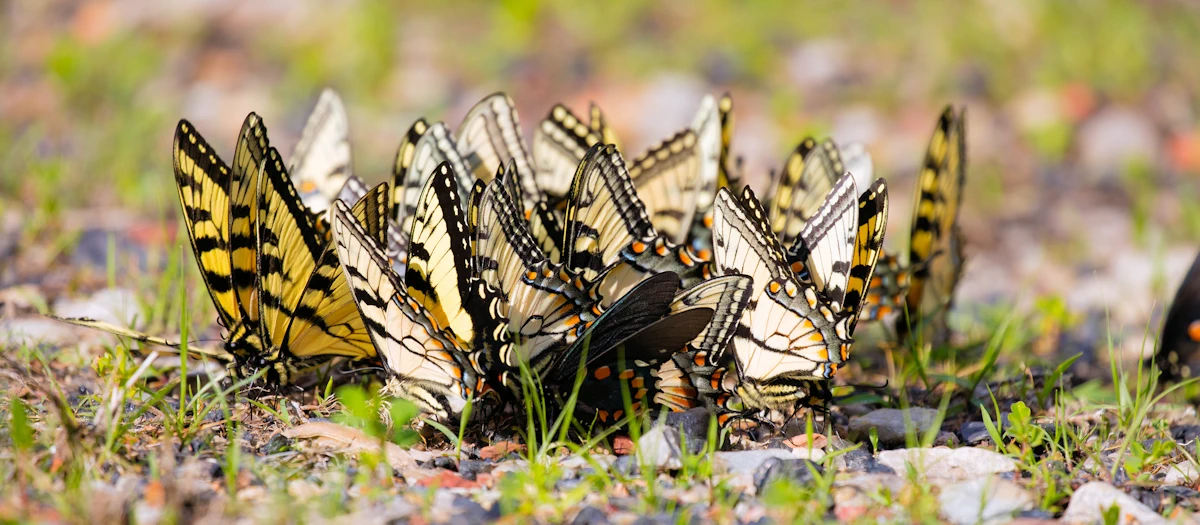 How to Attract Butterflies to Your Garden (Naturally) - Joyful Butterfly