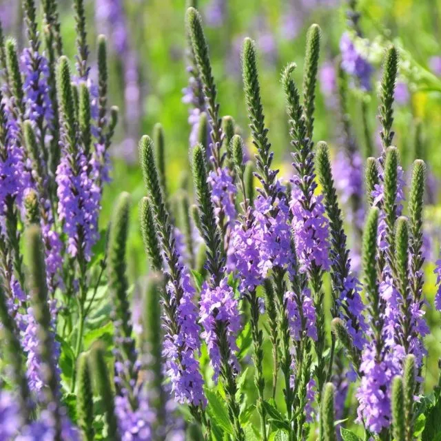 Hoary Vervain Plants for Buckeye Butterflies and More!