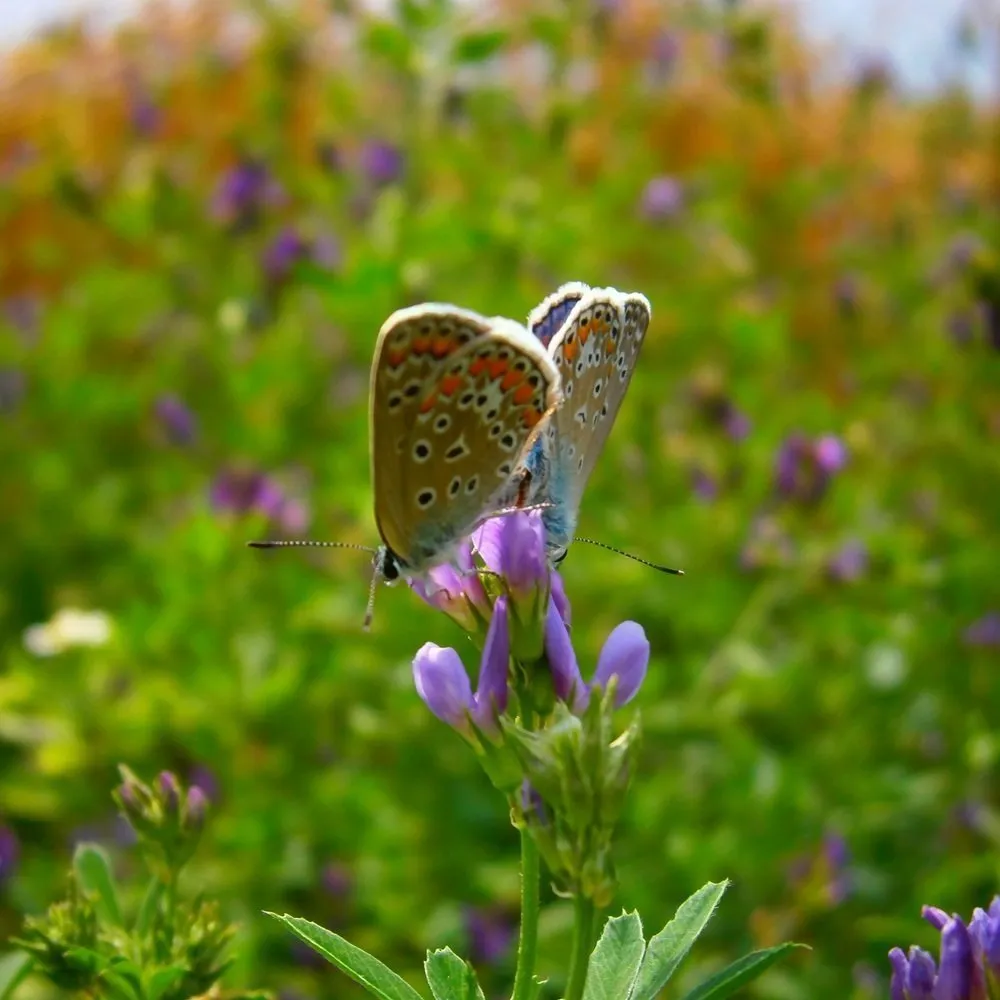 Wild Lupine Seeds (Lupinus perennis) for the Karner Butterflies!