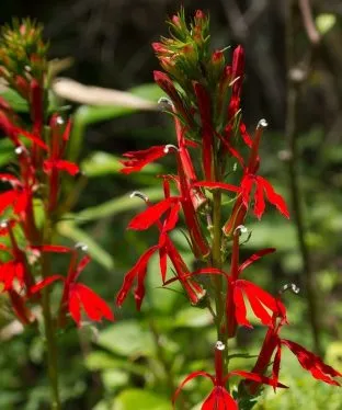 Ohio - Joyful Butterfly