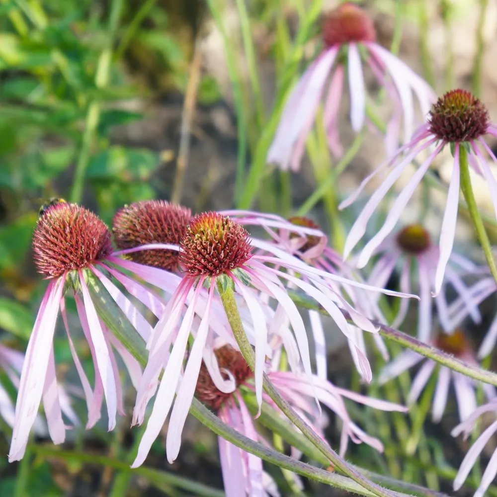 Pale Purple Coneflower Plants for Flowers that Butterflies love!