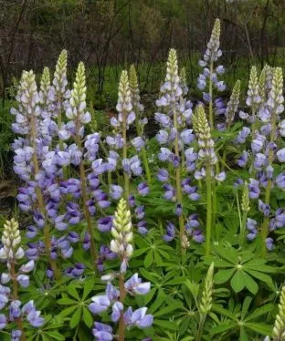 Common Rue Seeds for Butterfly Gardens