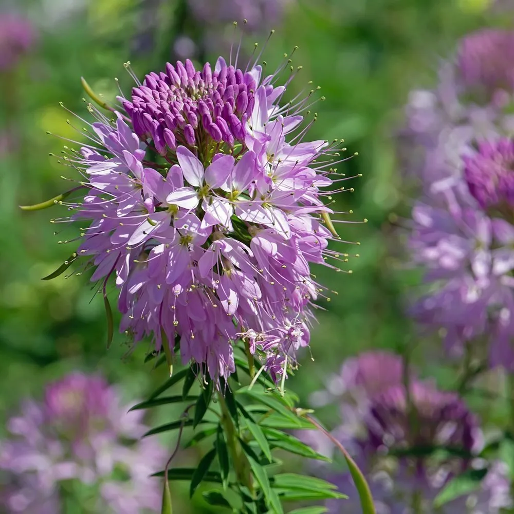 Giant Ironweed Seeds for Beautiful Butterfly Gardens