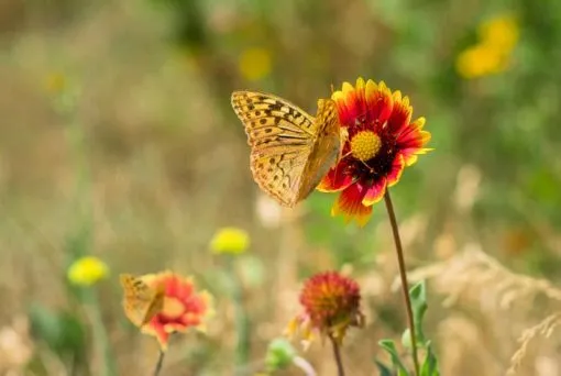 What Do Butterflies Eat? Nectar and Other Food Sources - Joyful Butterfly