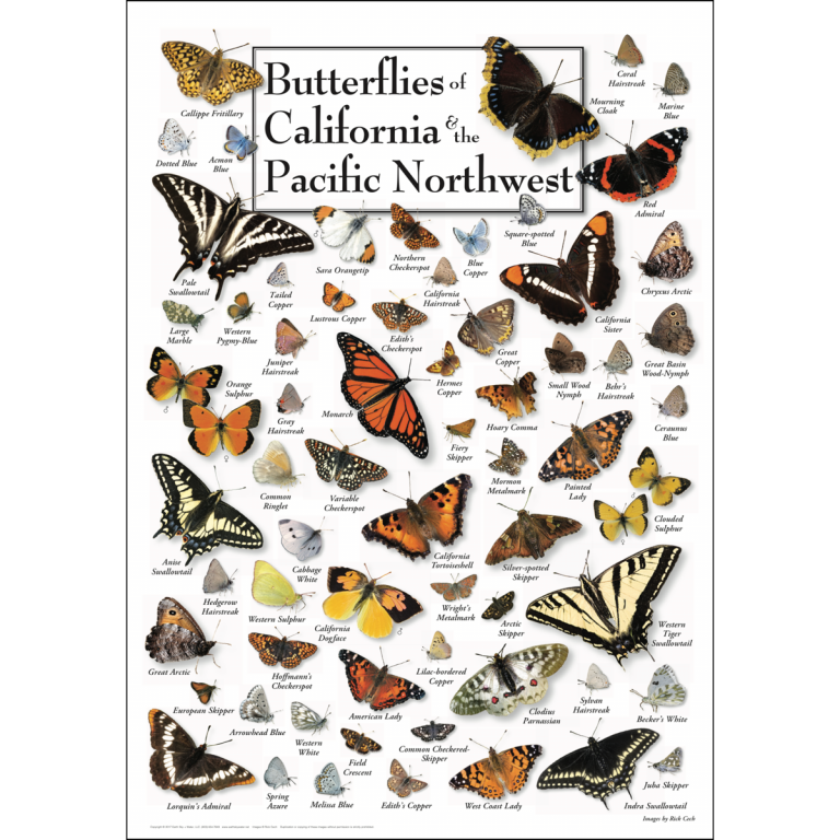 Butterfly Posters from Earth Sky +Water - Joyful Butterfly