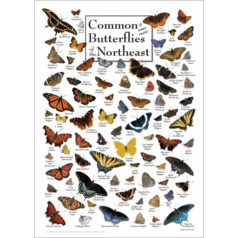 Butterfly Posters from Earth Sky +Water - Joyful Butterfly