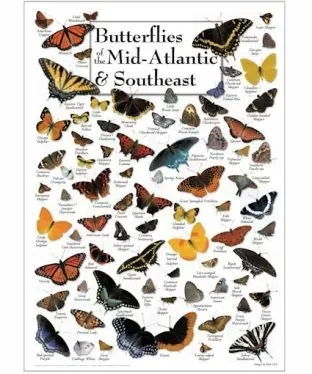 Butterfly Posters from Earth Sky +Water - Joyful Butterfly