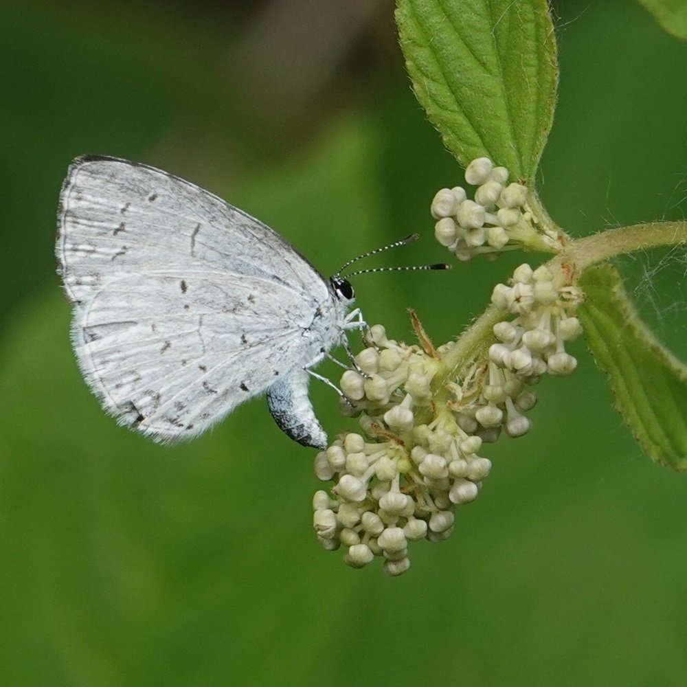 Spring Azure Host Plant