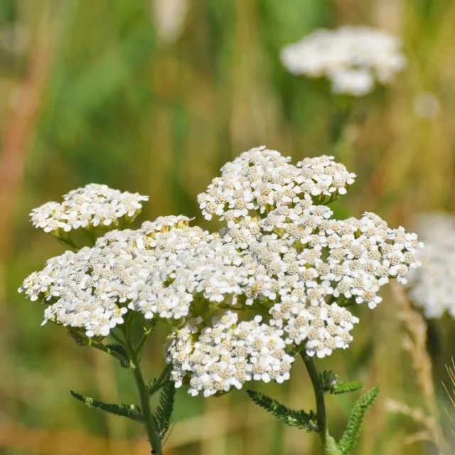 White Yarrow Plant - Joyful Butterfly