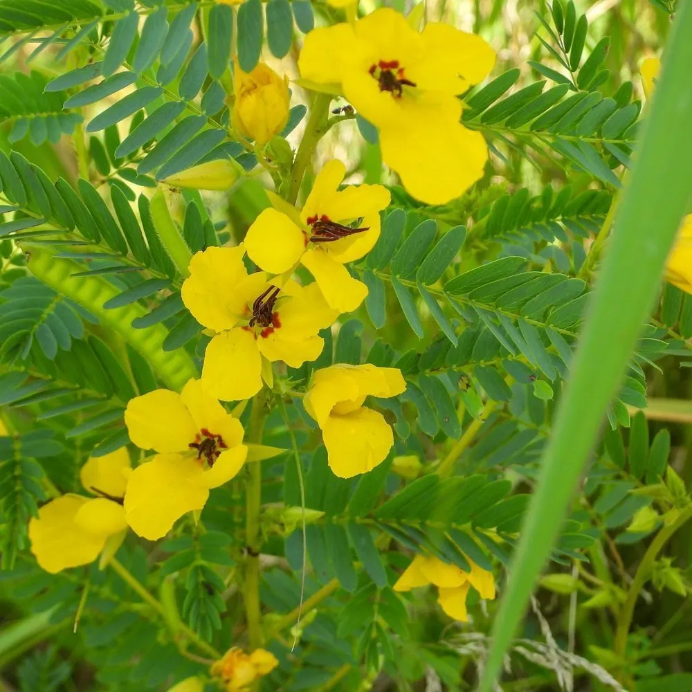 Partridge Pea Plant (Chamaecrista fasciculata)