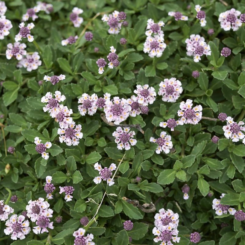 Turkey Tangle Frogfruit (Phyla nodiflora) Plant - Joyful Butterfly