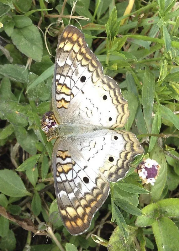 Turkey Tangle Frogfruit Plant - Joyful Butterfly