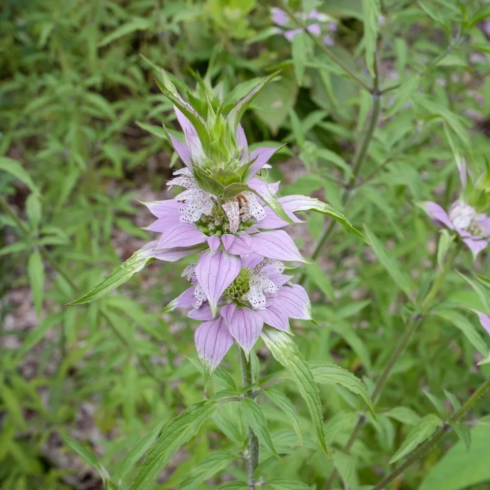 Spotted Bee Balm Plant - Joyful Butterfly