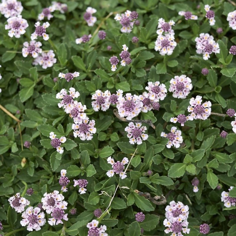 Turkey Tangle Frogfruit Plant - Joyful Butterfly