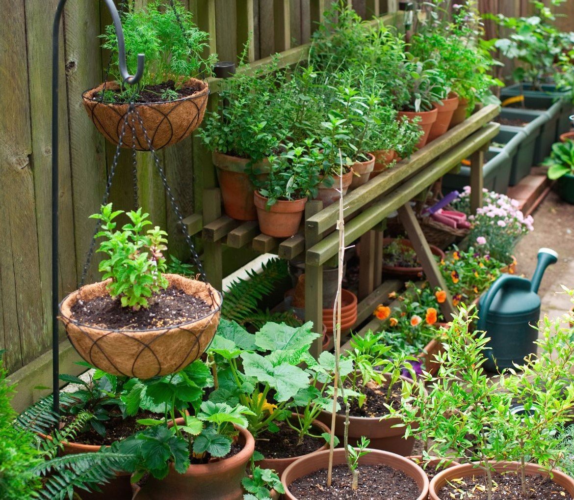 Container Gardening For Butterflies - Joyful Butterfly
