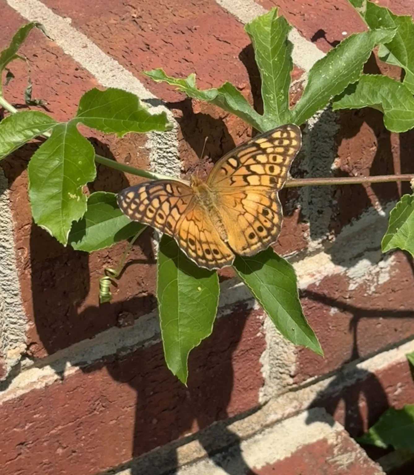 The Lazy Butterfly Gardener - Joyful Butterfly