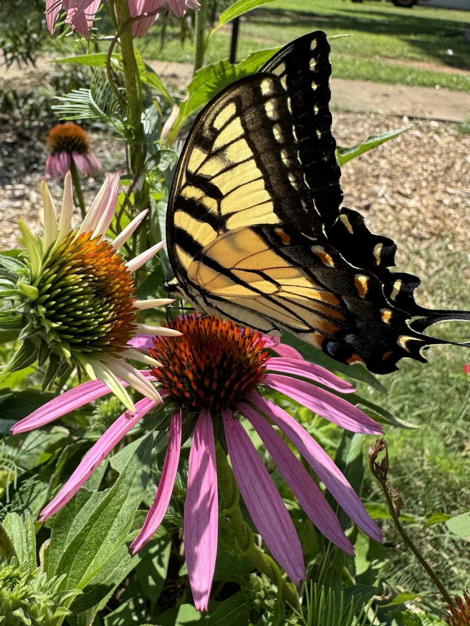 Container Gardening For Butterflies - Joyful Butterfly