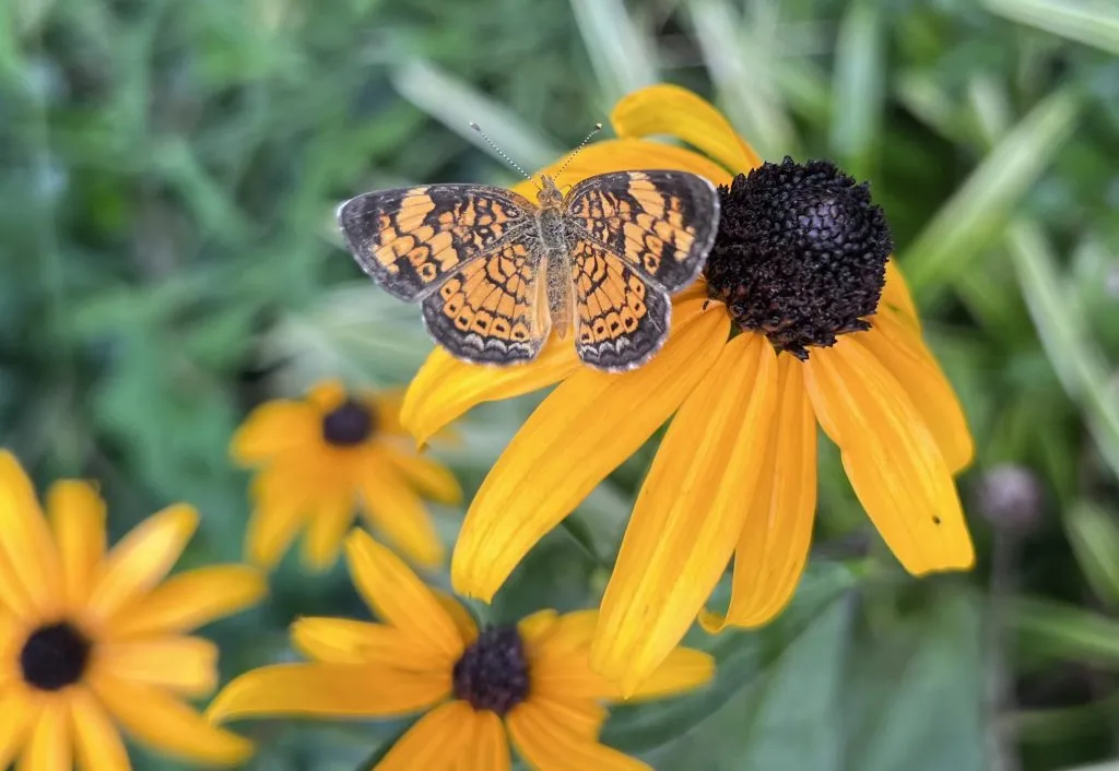 The Joyful Butterfly Chronicles: Pearl Crescent Butterfly
