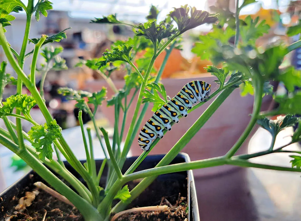 Raising Butterflies Indoors | Joyful Butterfly