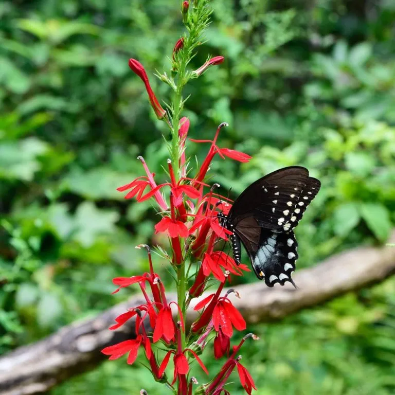 Cardinal Flower Seeds - Brilliant Color in Your Butterfly Garden!