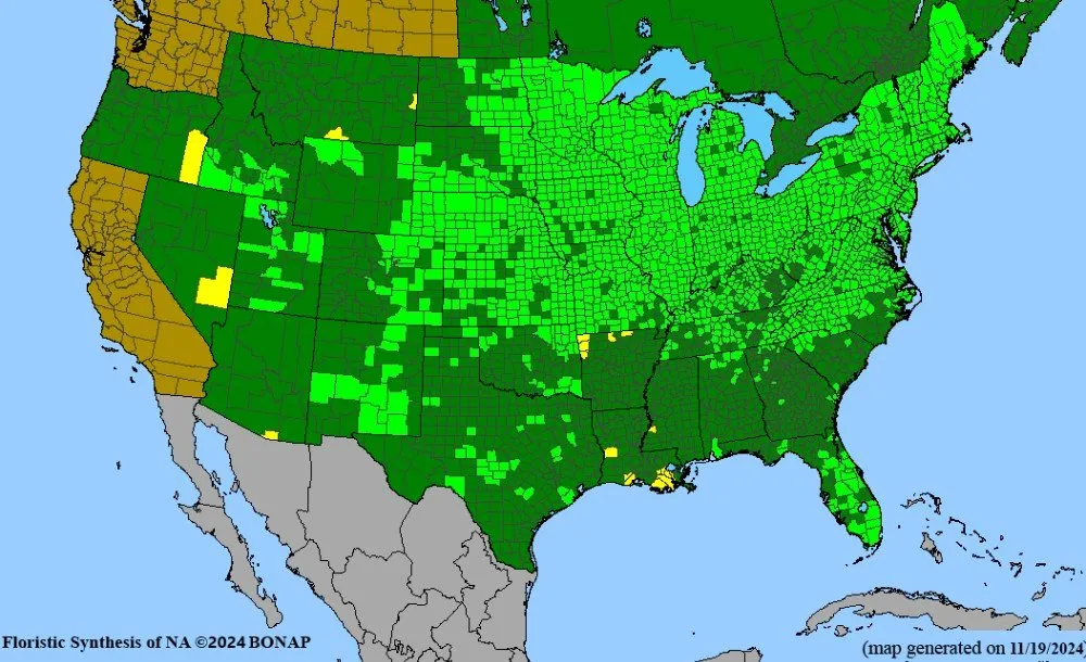 Swamp Milkweed Plants Bring Monarch Butterflies to Your Garden