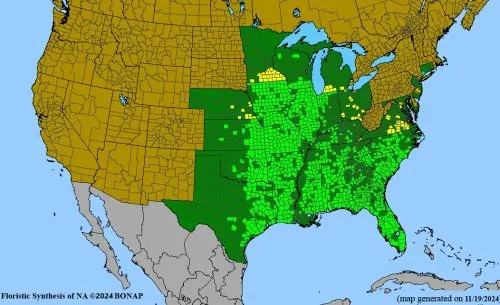 Rattlesnake Master Plant - Joyful Butterfly