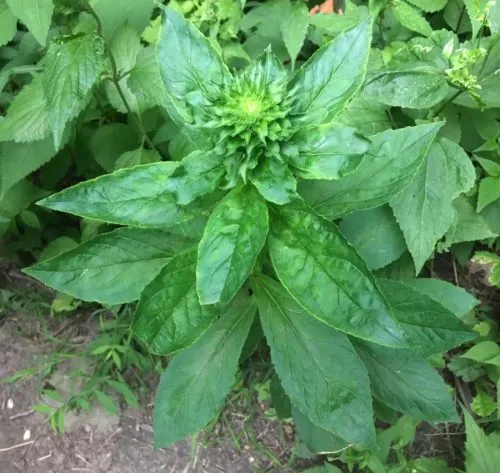 Great Blue Lobelia Plant - Joyful Butterfly