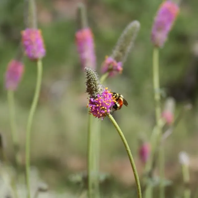 Purple Prairie Clover Plant - Joyful Butterfly