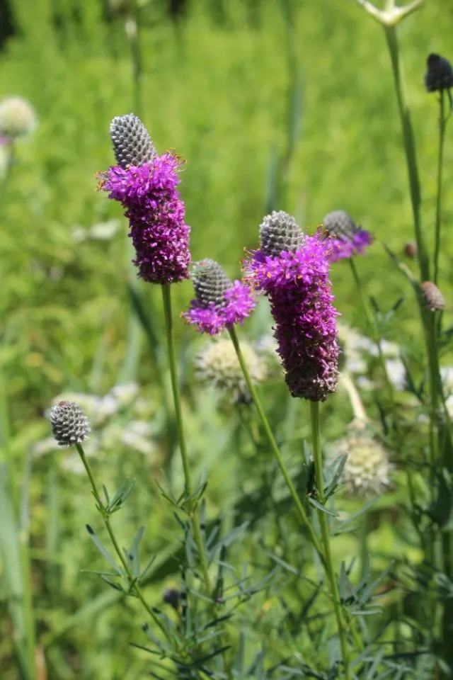 Purple Prairie Clover Plant - Joyful Butterfly