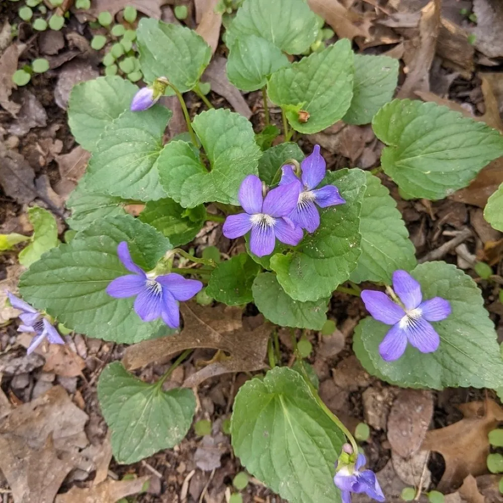 Viola sororia (Common Blue Violet) Plants for Butterflies - Joyful ...