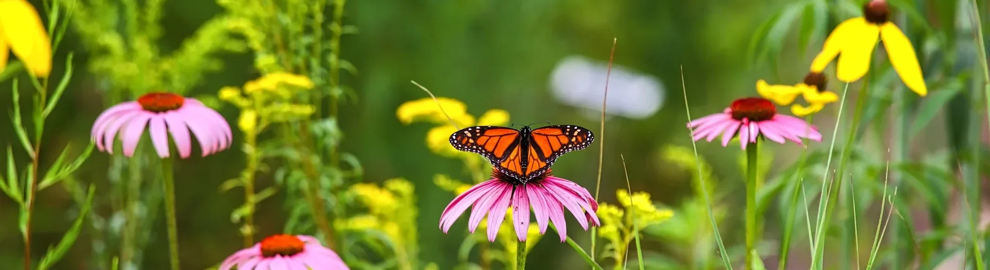 Native Butterfly Plants | Host & Nectar Plants - Joyful Butterfly