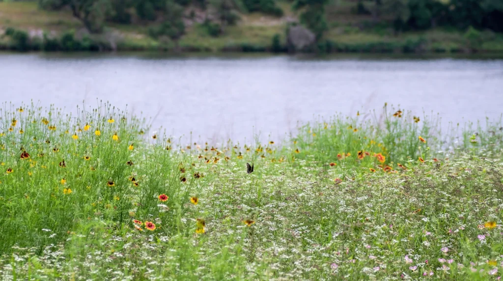 Native Butterfly Plants | Host & Nectar Plants - Joyful Butterfly