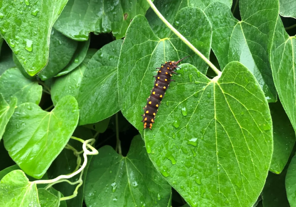 Native Butterfly Plants | Host & Nectar Plants - Joyful Butterfly