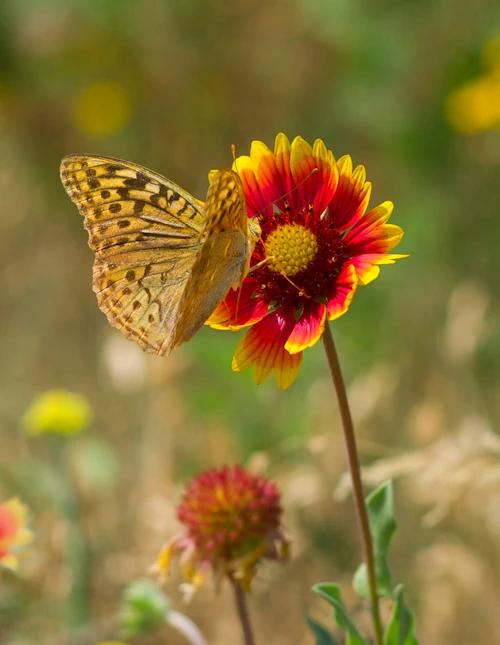 What Do Butterflies Eat? Nectar and Other Food Sources - Joyful Butterfly